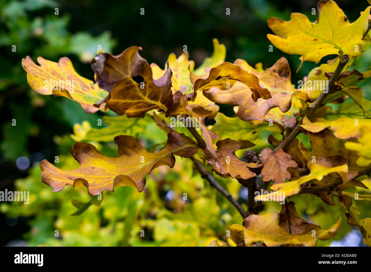 Oak tree uk september hi-res stock photography and images - Alamy