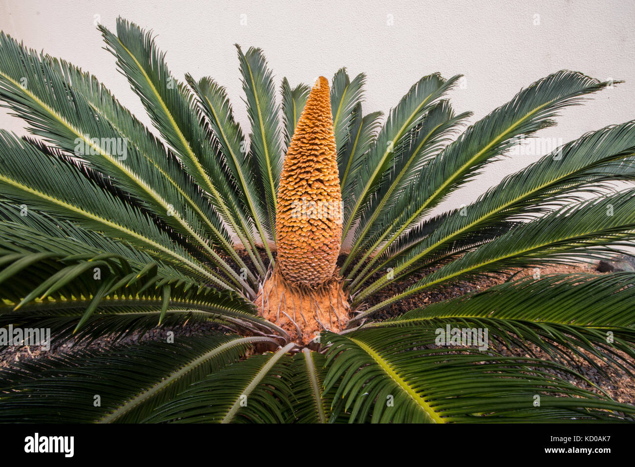 Close up view of the Sago palm tree (Cycas revoluta Stock Photo - Alamy