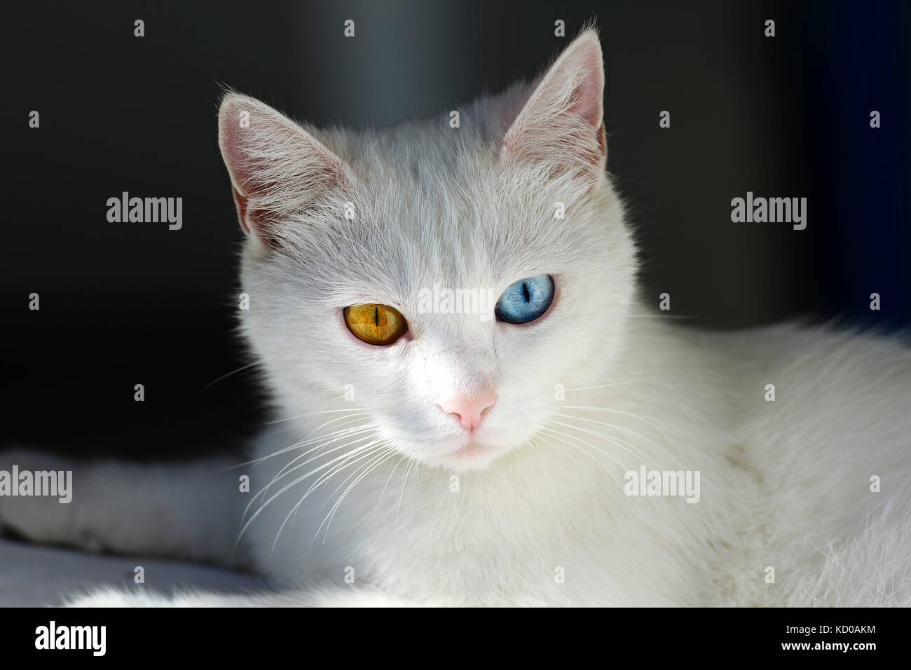 Sicily, Cat with different coloured eyes, Stromboli Island, Lipari ...