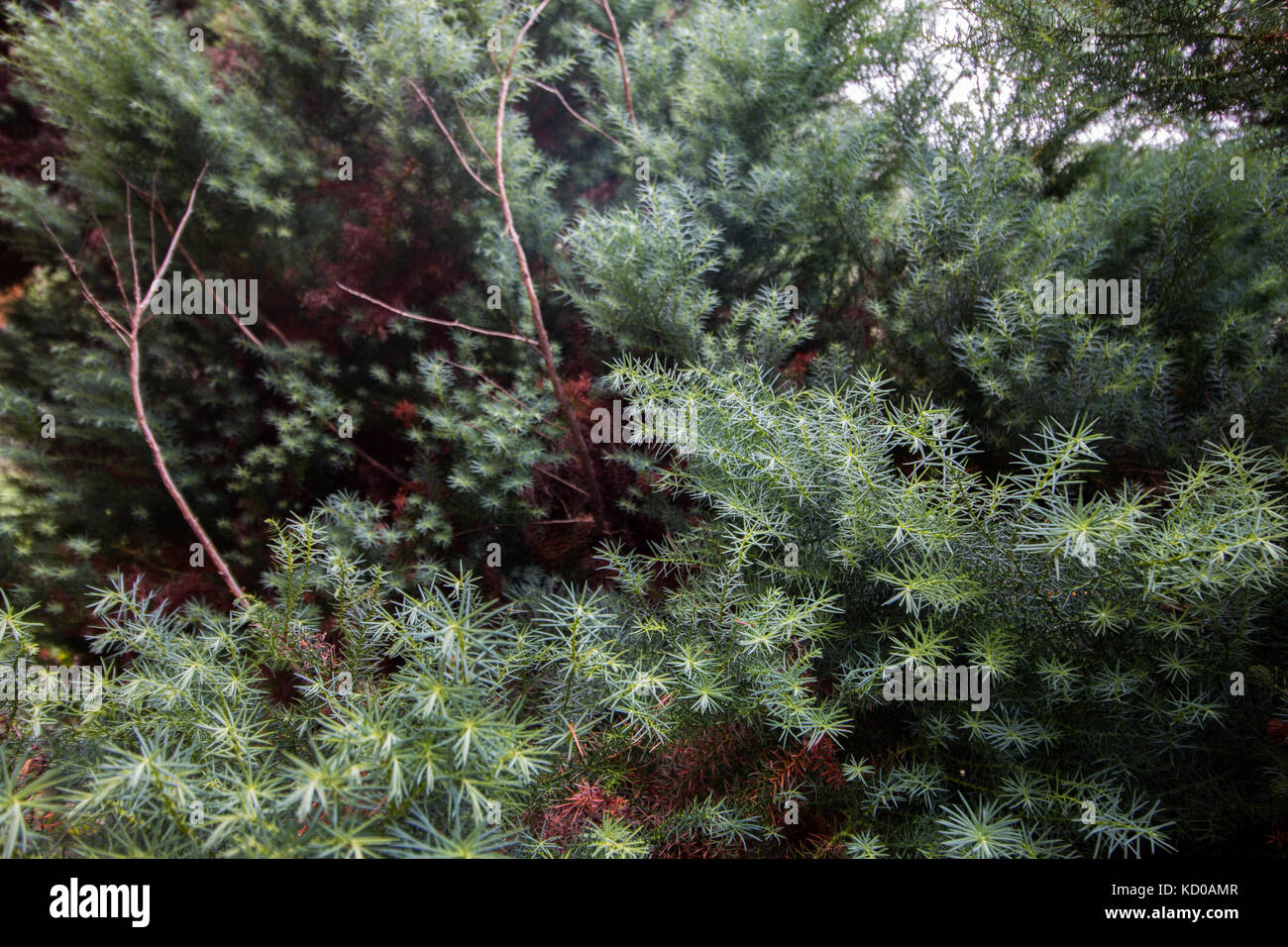 Close up view of the prickly juniper bush (Juniperus oxycedrus Stock ...