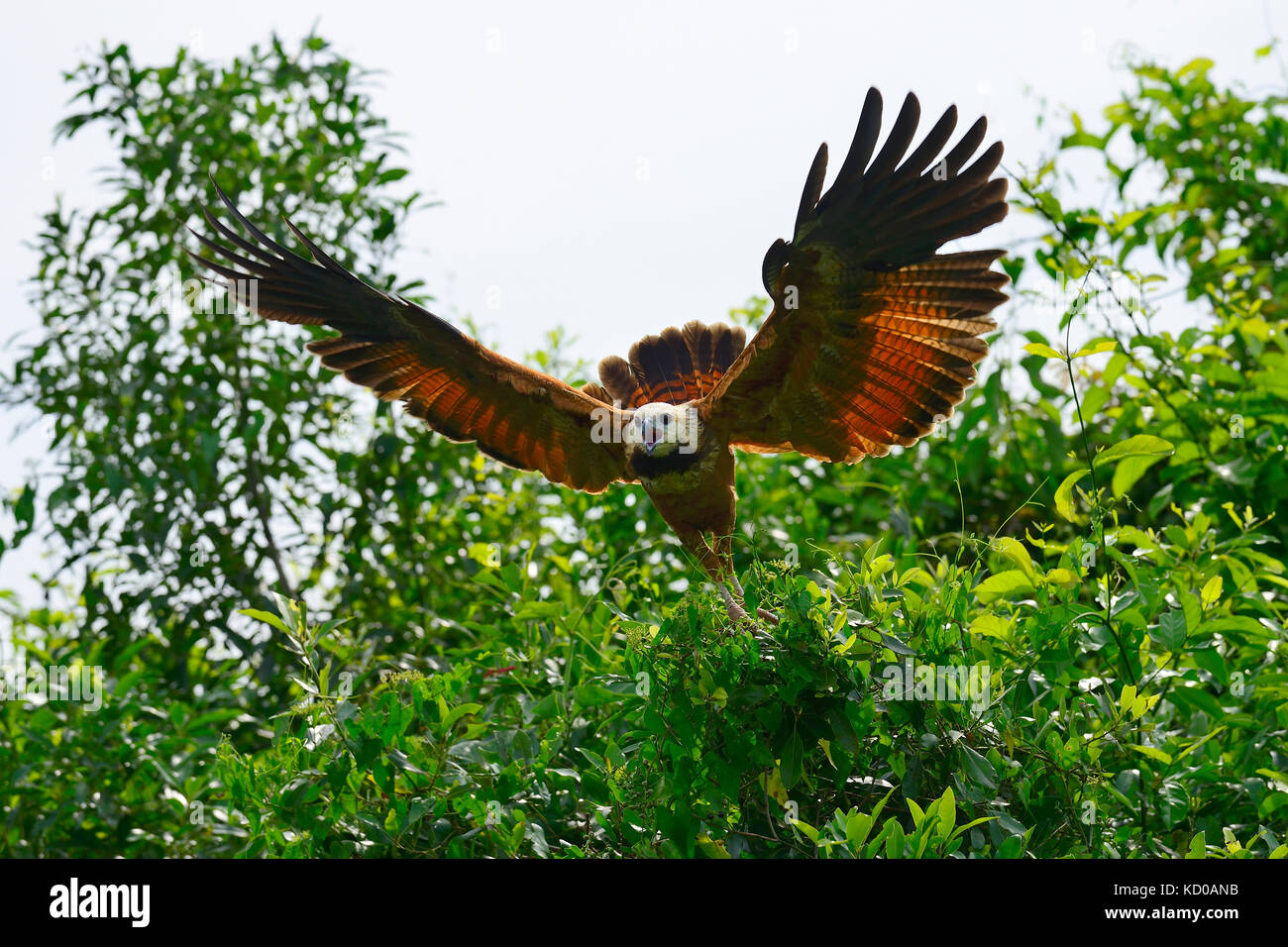 Black-collared hawk (Busarellus nigricollis) taking flight, Matto ...