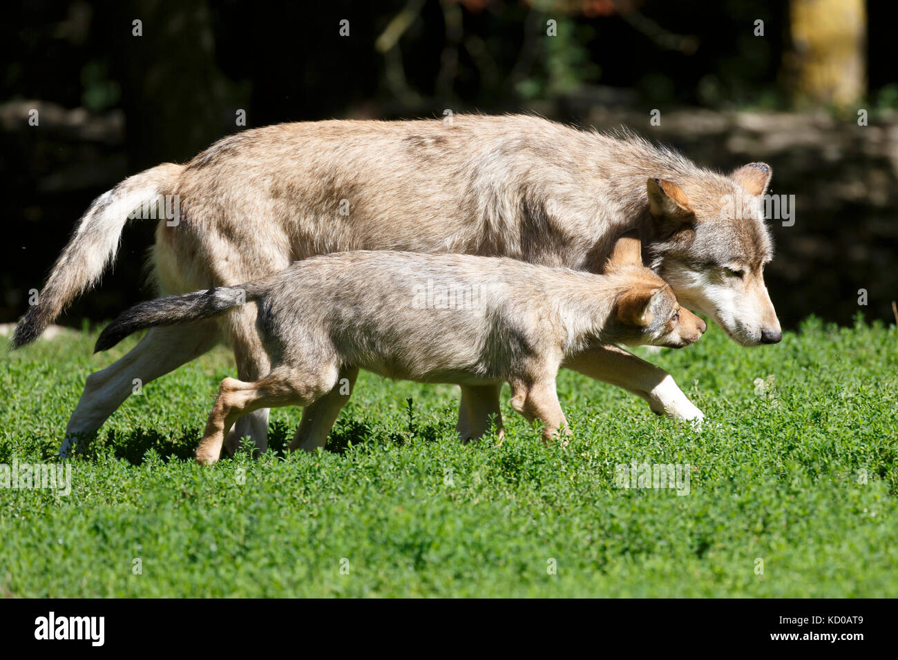 Algonquin wolves (Canis lupus lycaon), puppy, juvenile and adult ...
