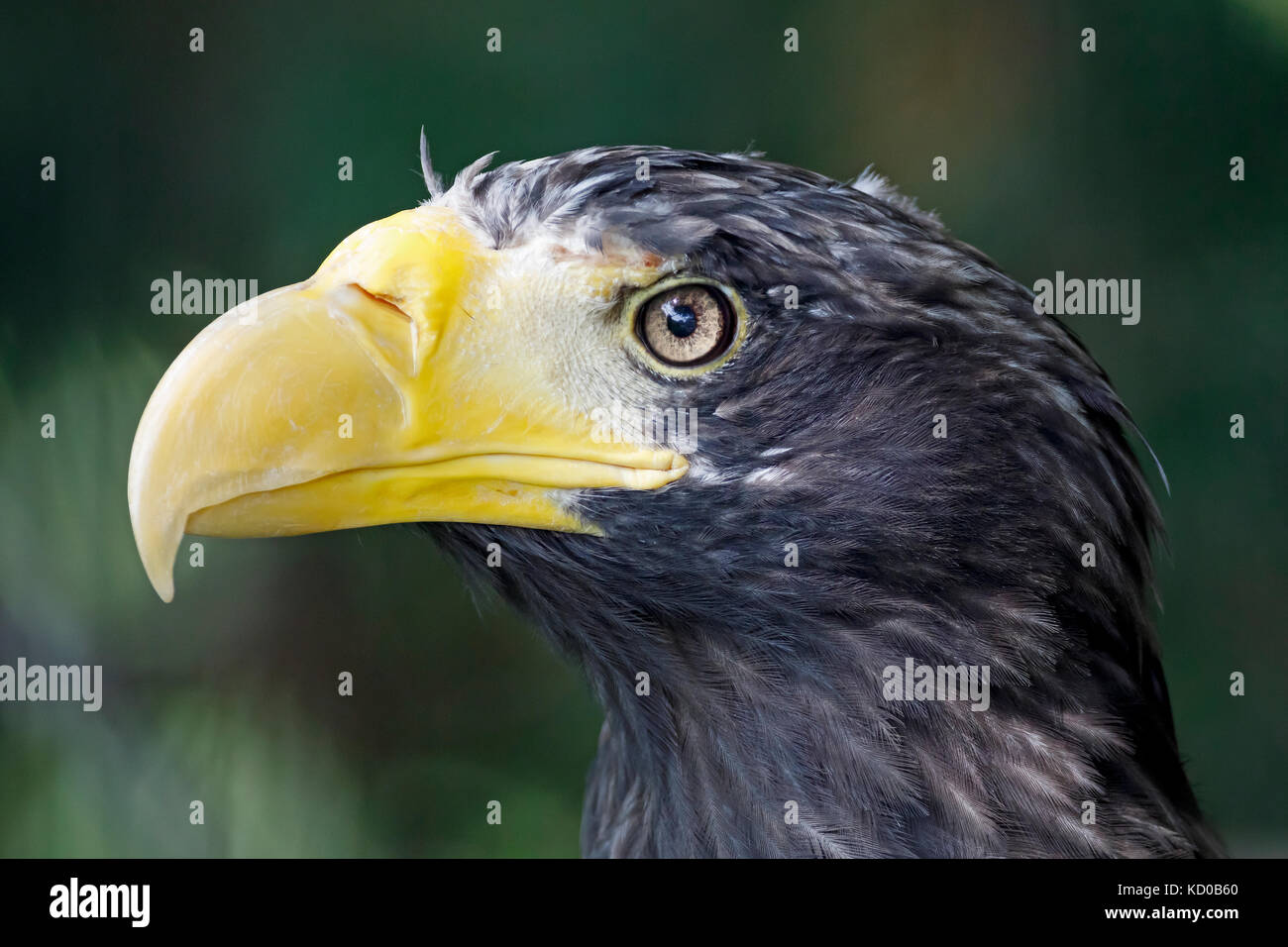 Steller's sea eagles (Haliaeetus pelagicus) portrait, captive Stock ...