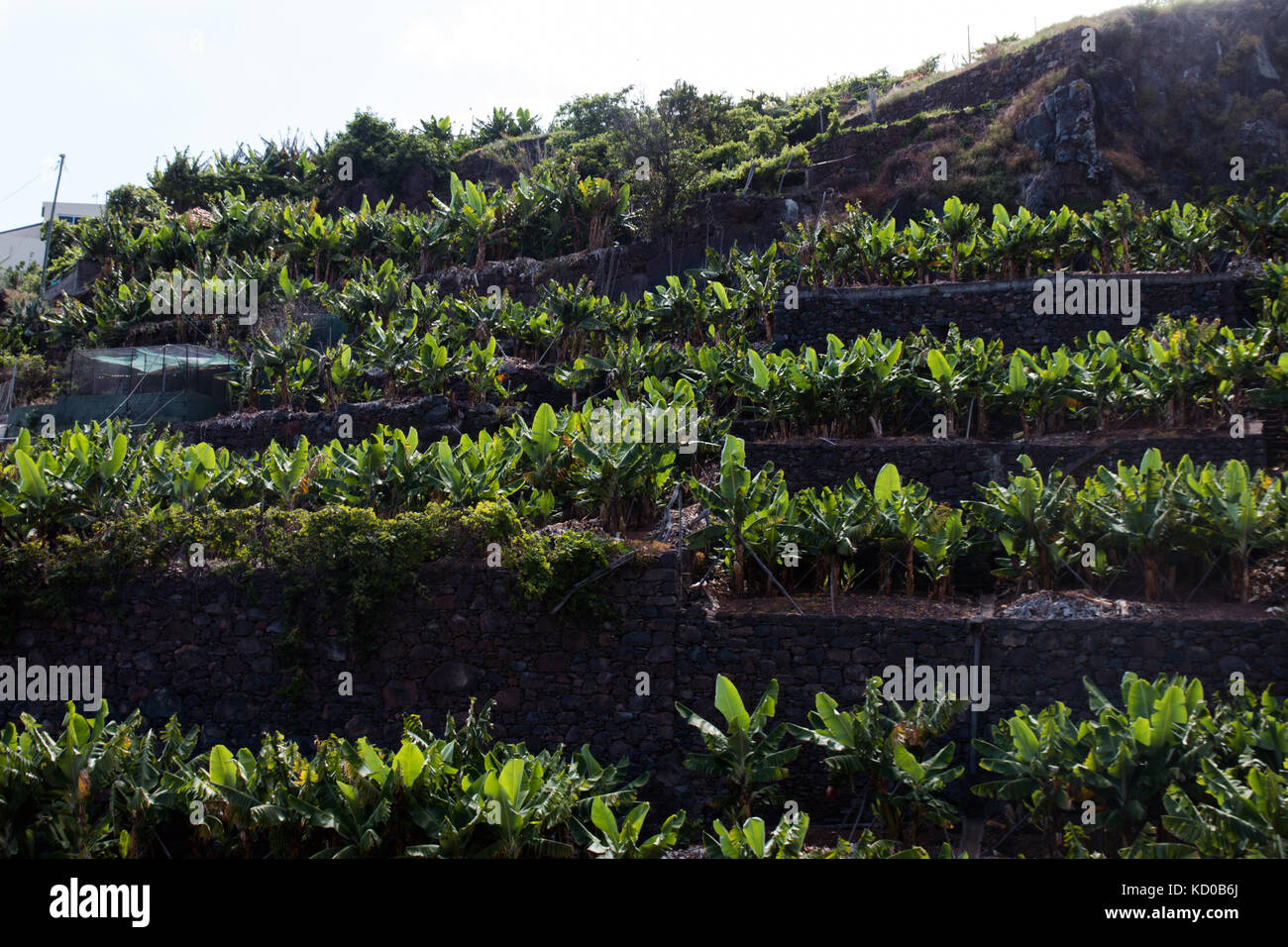 Close up top view of banana trees plantation on several levels of ...