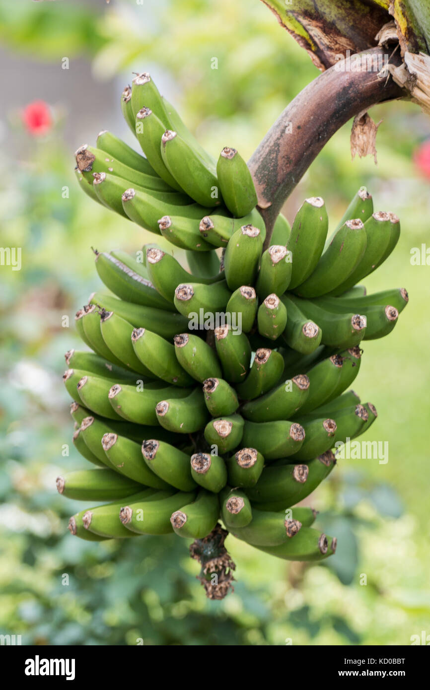 Madeira banana fruits on a plantation Stock Photo - Alamy