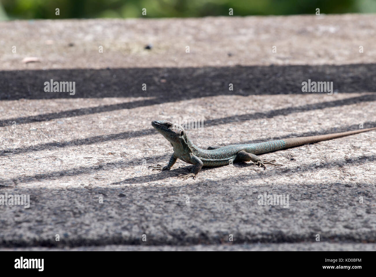 Close view of the endemic Madeiran wall lizard (Lacerta dugesii Stock ...