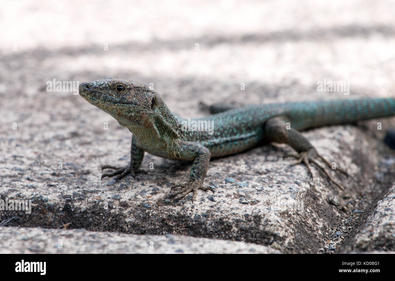 Close view of the endemic Madeiran wall lizard (Lacerta dugesii Stock ...