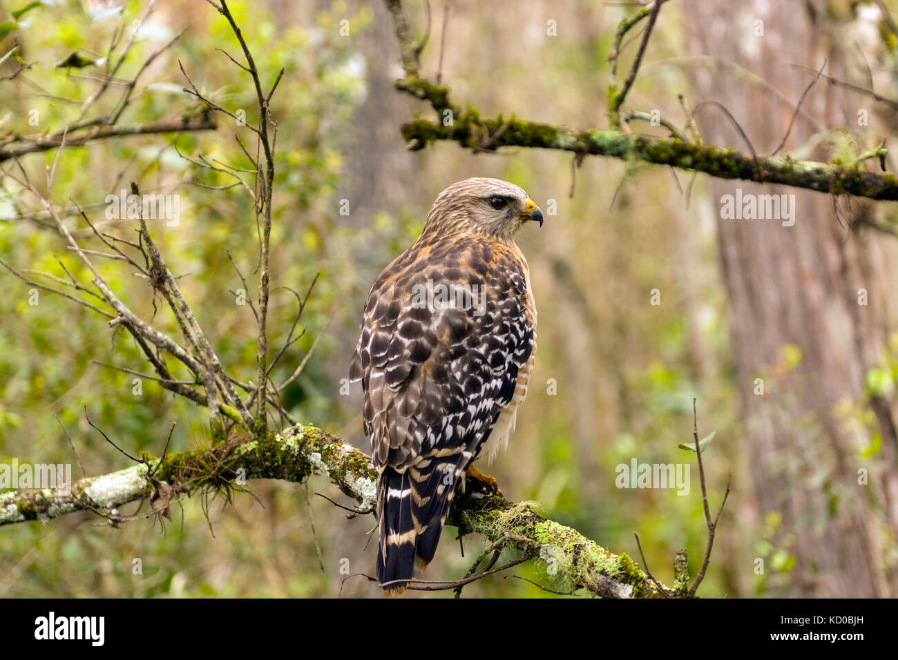 Corkscrew swamp bird hi-res stock photography and images - Alamy