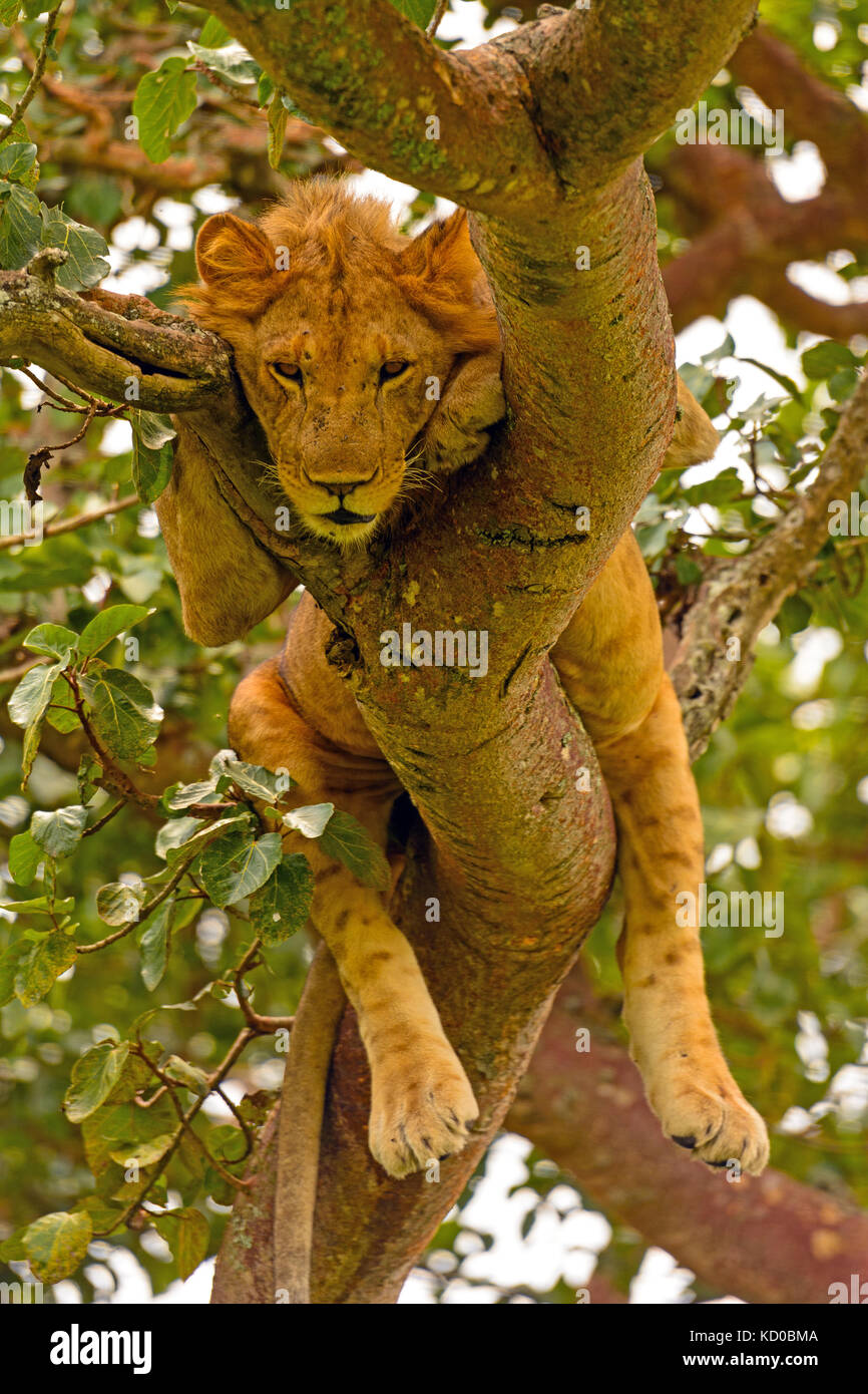 Young Male Lion resting in a tree in the Ishasha Region of Queen ...