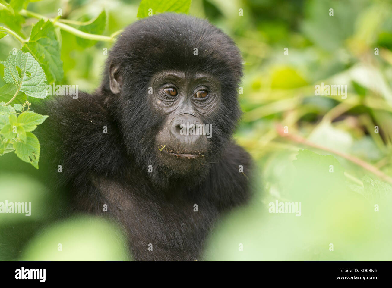 Remote bwindi impenetrable national park hi-res stock photography and ...