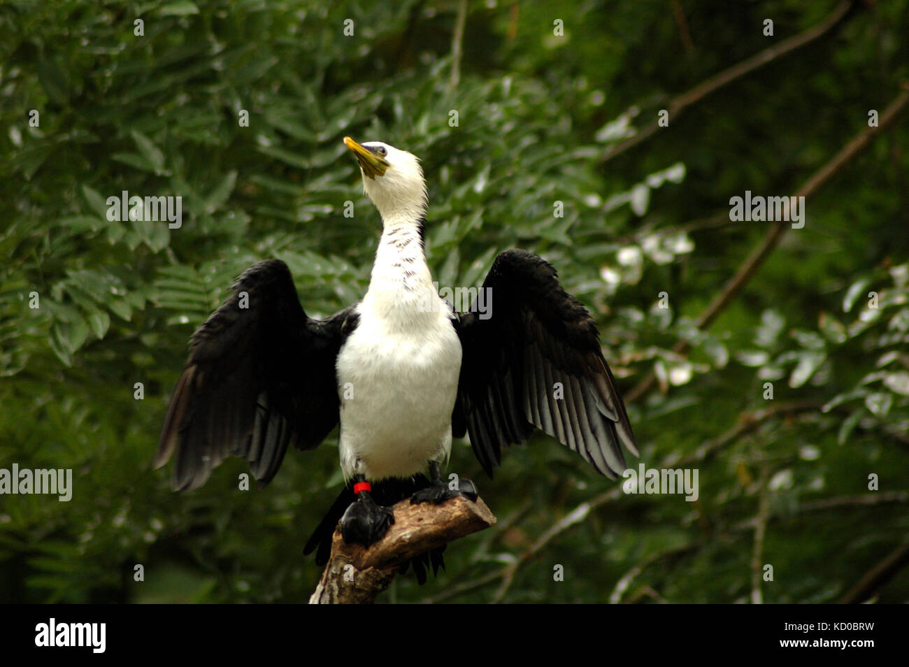 Parc Zoologique de Paris Stock Photo - Alamy