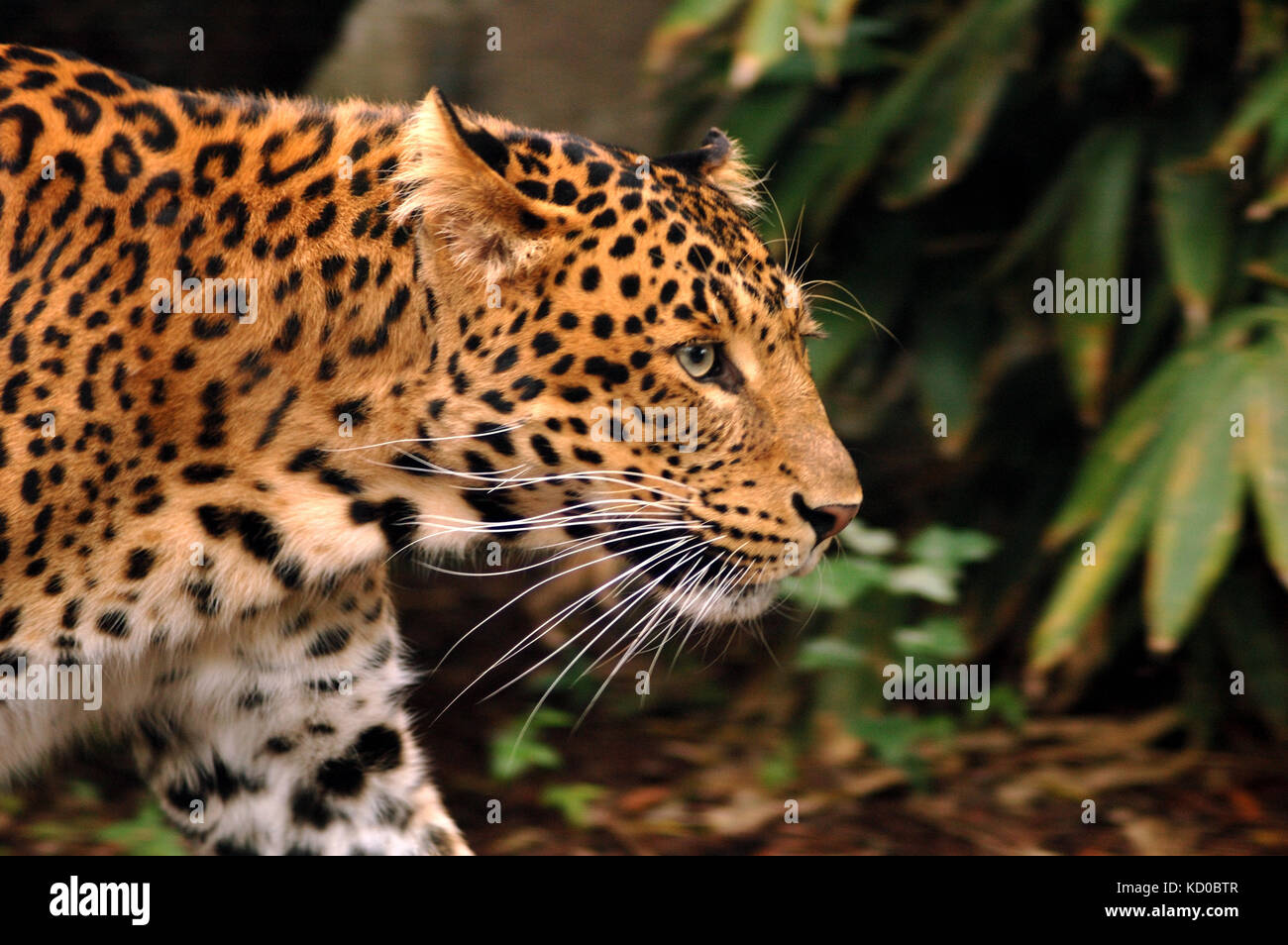 Parc Zoologique de Paris Stock Photo - Alamy