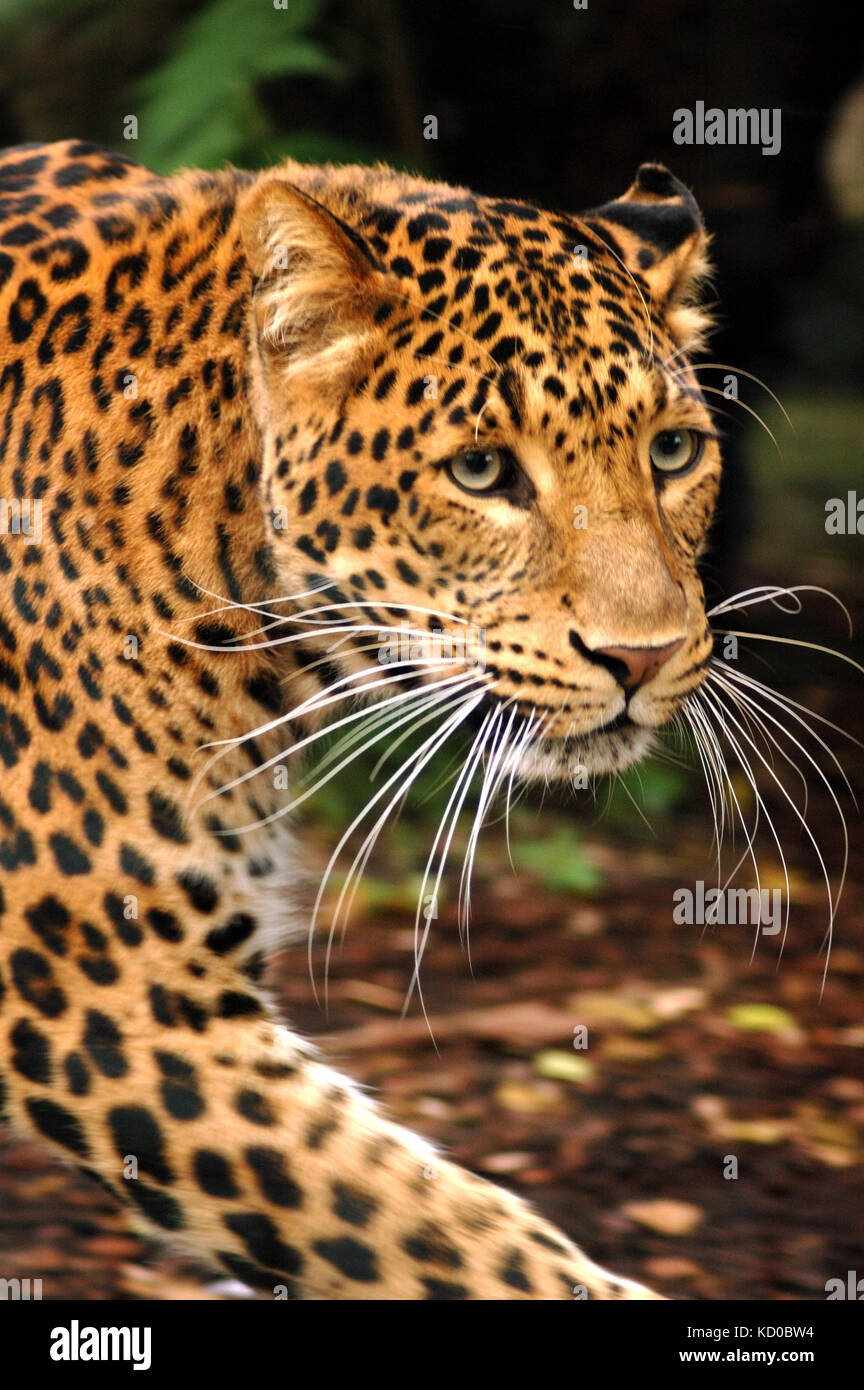 Parc Zoologique de Paris Stock Photo - Alamy