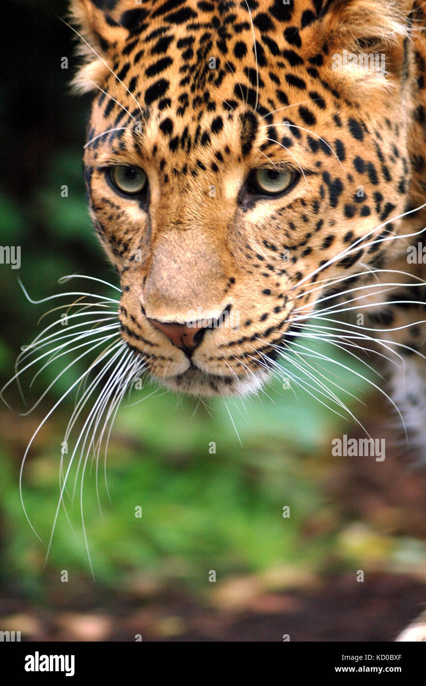 Animals in paris hi-res stock photography and images - Alamy