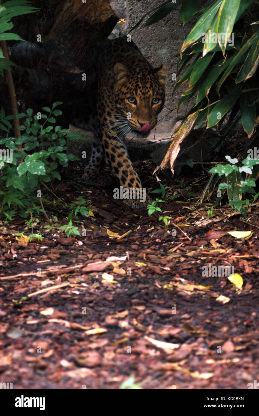 Parc Zoologique de Paris Stock Photo - Alamy