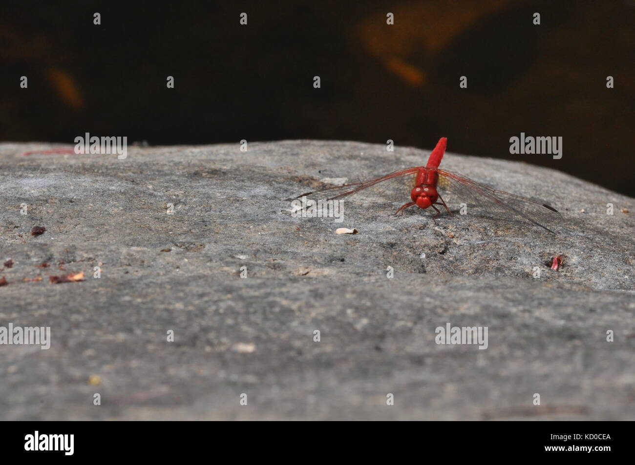 Scarlet percher dragonfly hi-res stock photography and images - Alamy