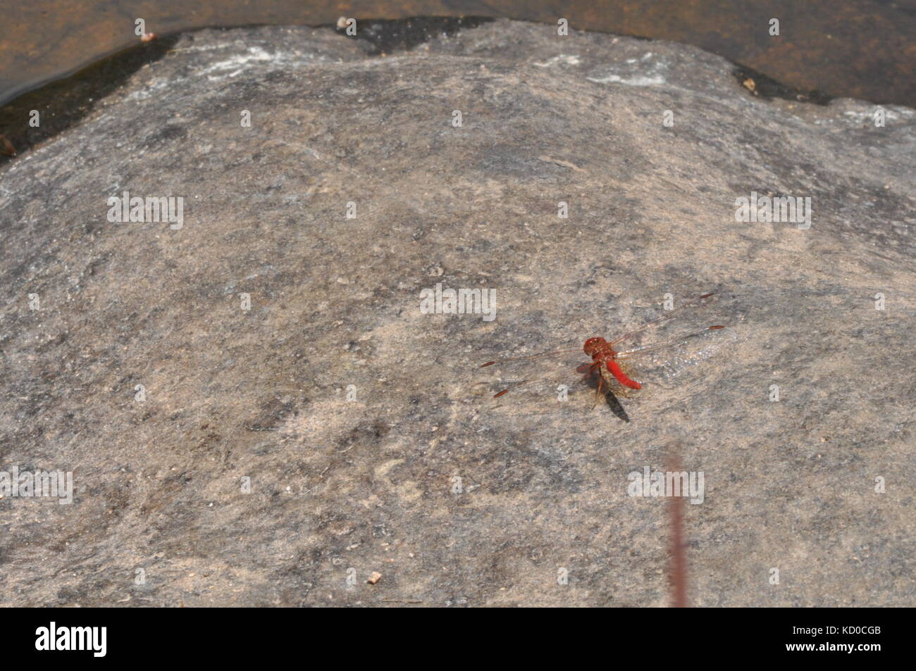Scarlet percher dragonfly hi-res stock photography and images - Alamy