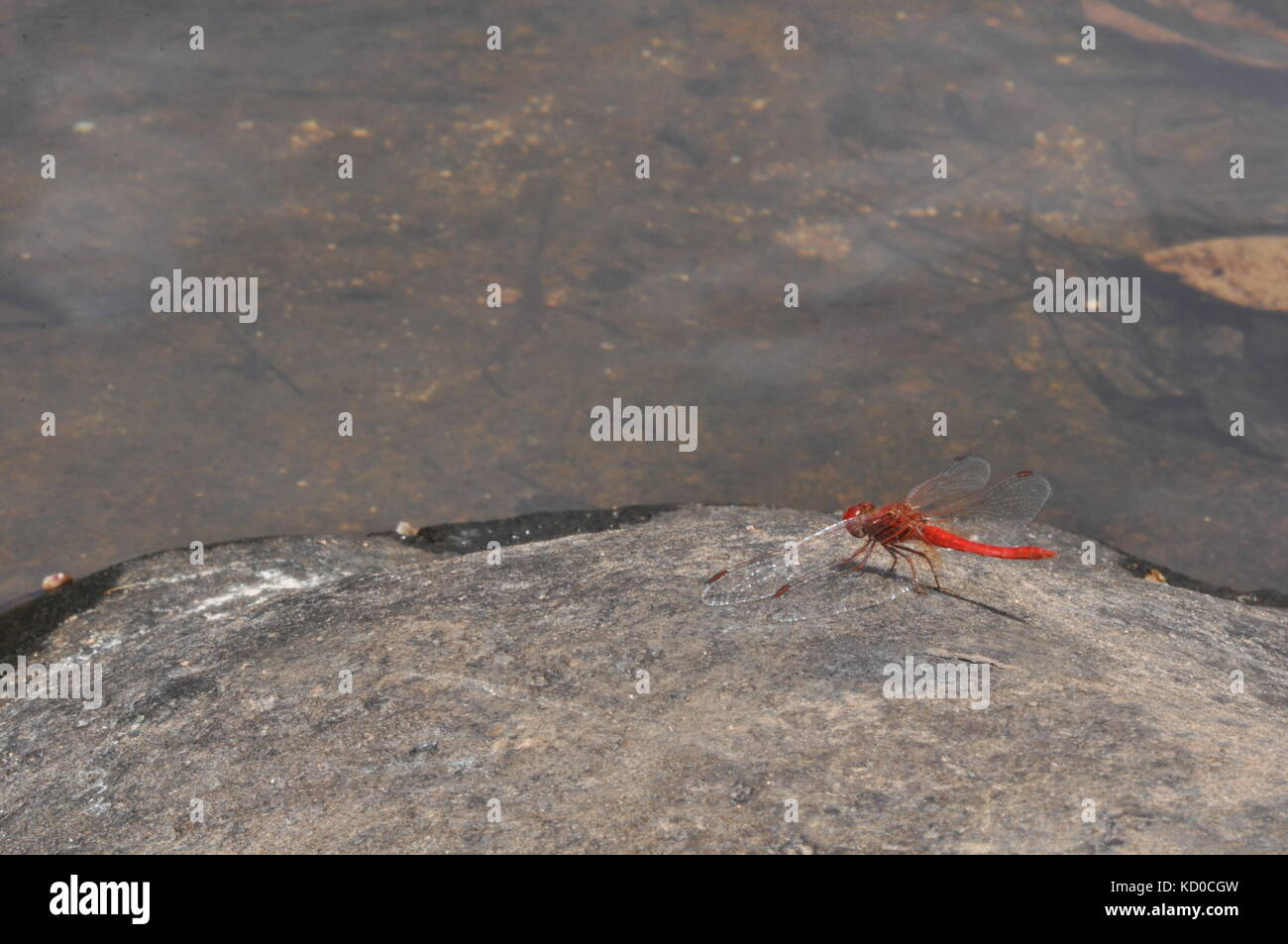 Scarlet Percher (Diplacodes haematodes) Bowling Green Bay National Park ...