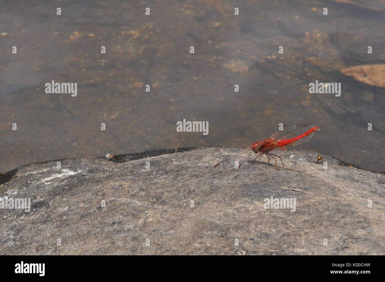 Scarlet percher dragonfly hi-res stock photography and images - Alamy