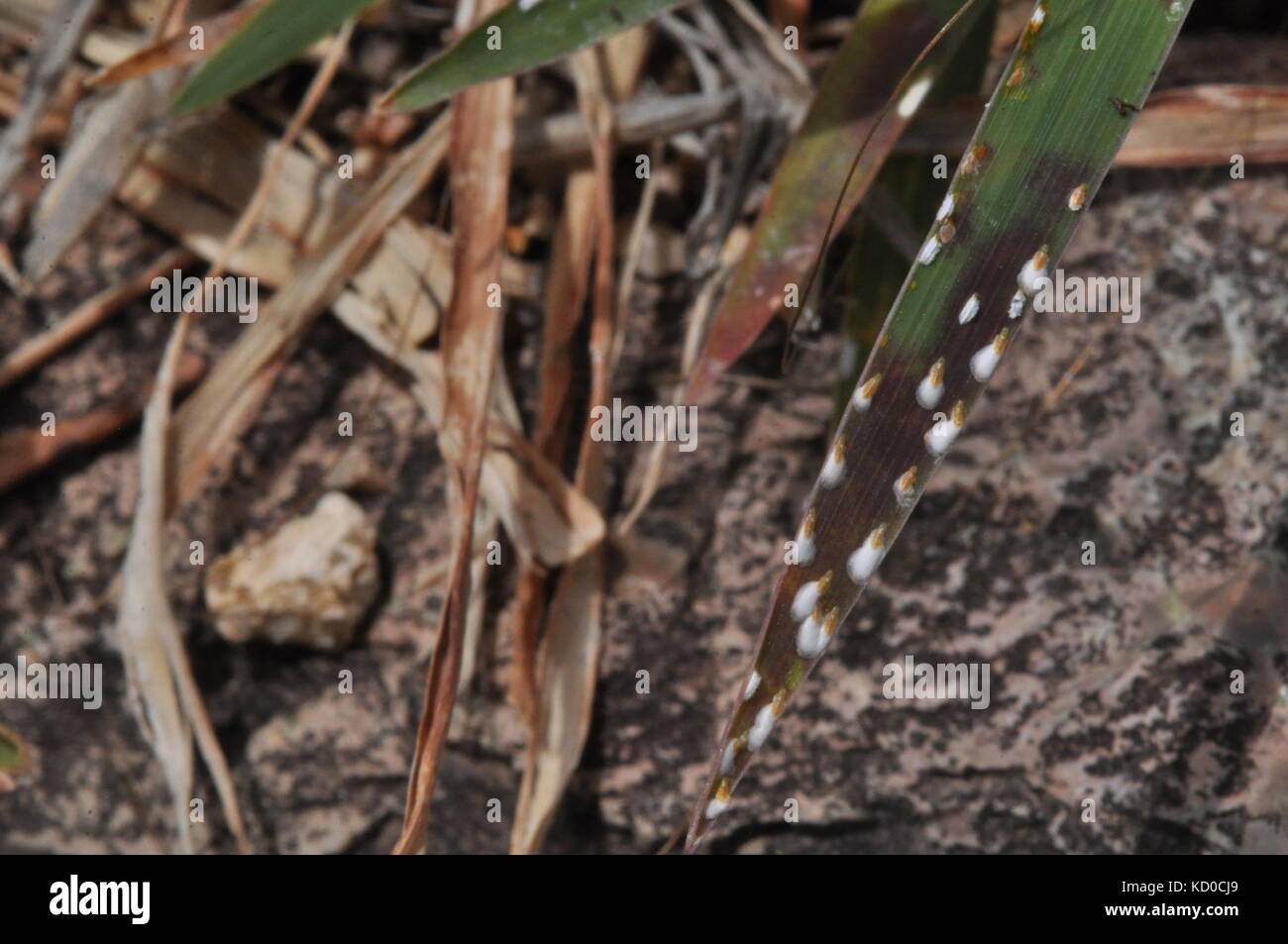 Wild grass covered in scale insects, Bowling Green Bay National Park ...