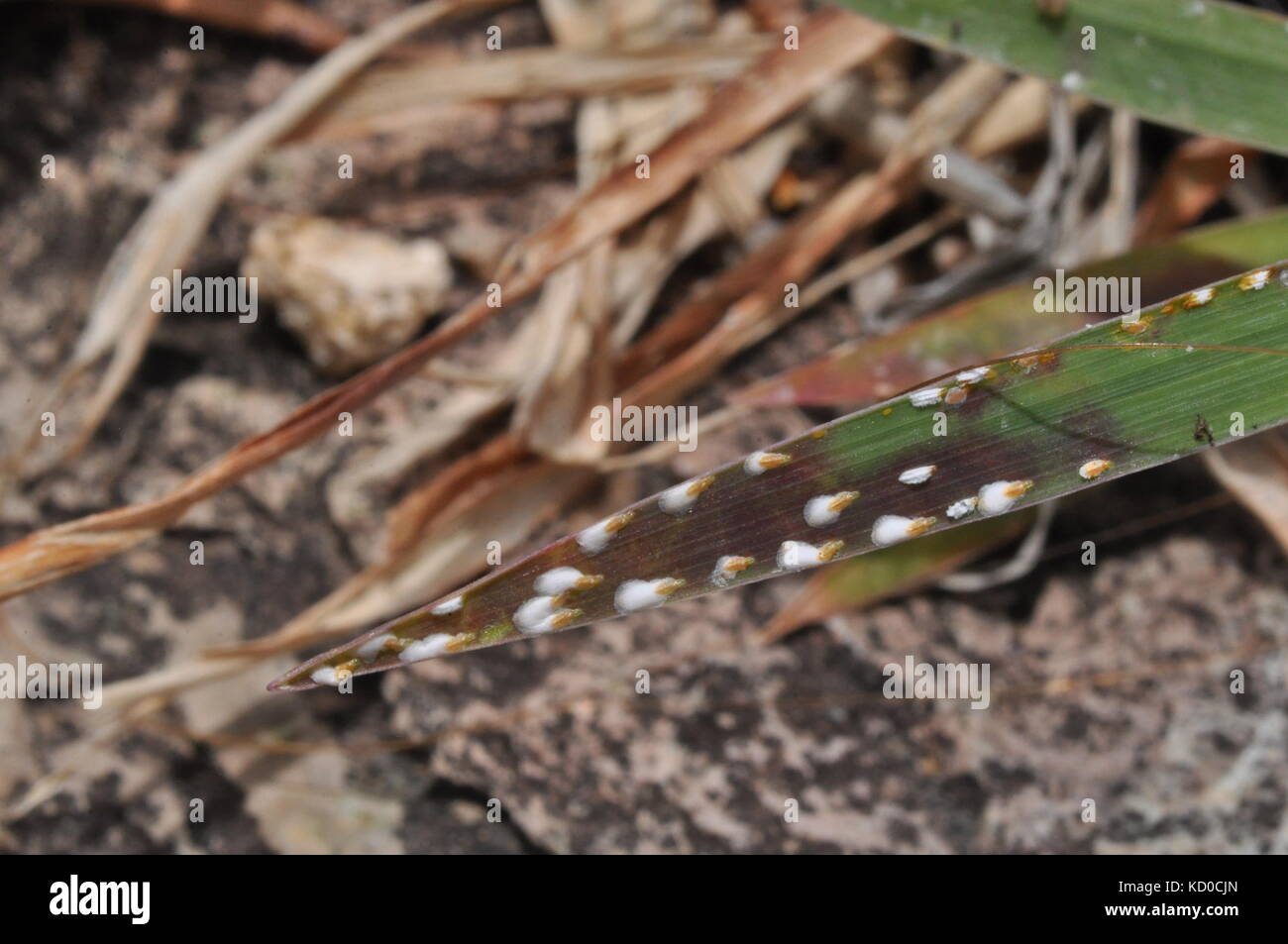 Wild grass covered in scale insects, Bowling Green Bay National Park ...