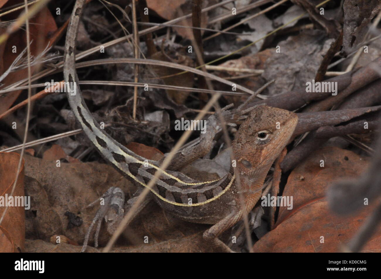 Tommy bush hi-res stock photography and images - Alamy