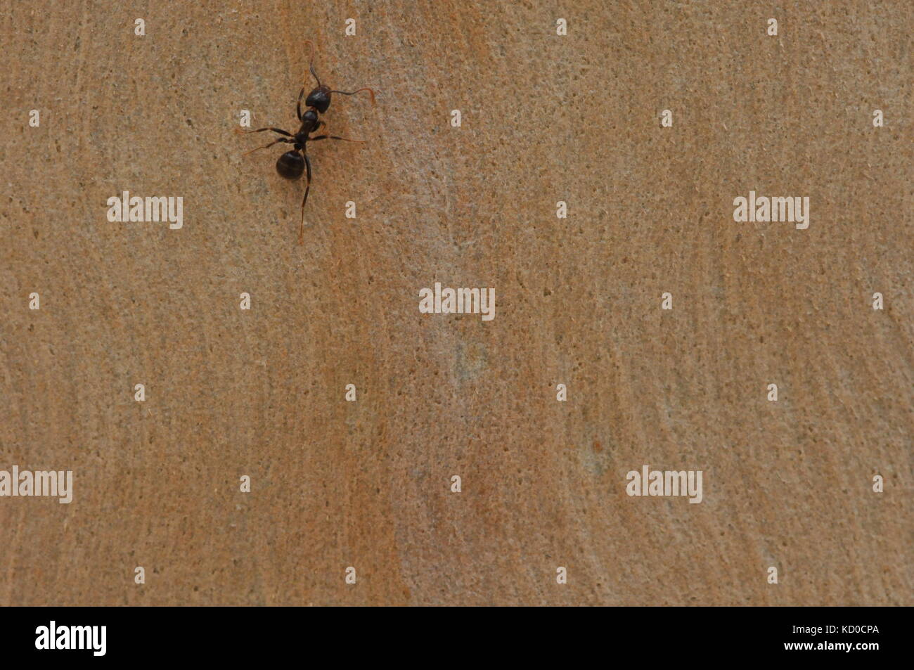Ants running up a gumtree, Bowling Green Bay National Park (Alligator ...