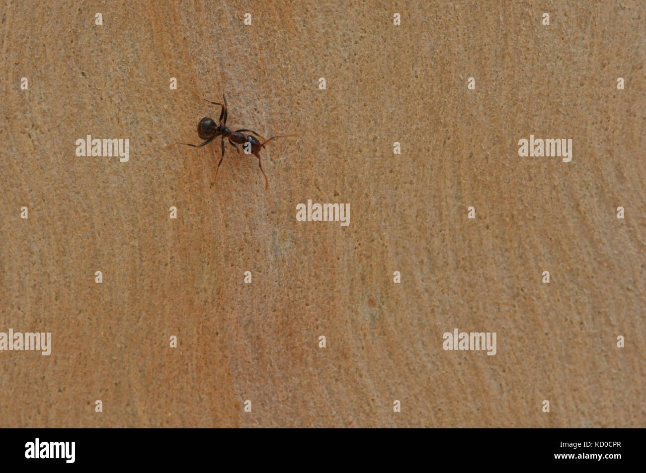 Ants running up a gumtree, Bowling Green Bay National Park (Alligator ...