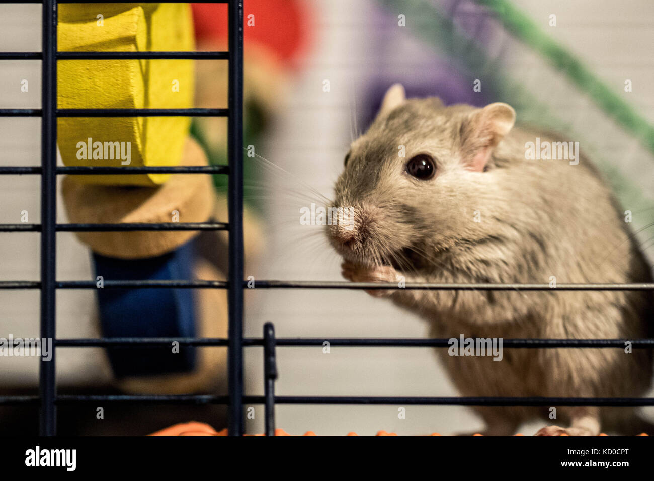 Gerbil eating a treat in it's cage, England, United Kingdom Stock Photo ...