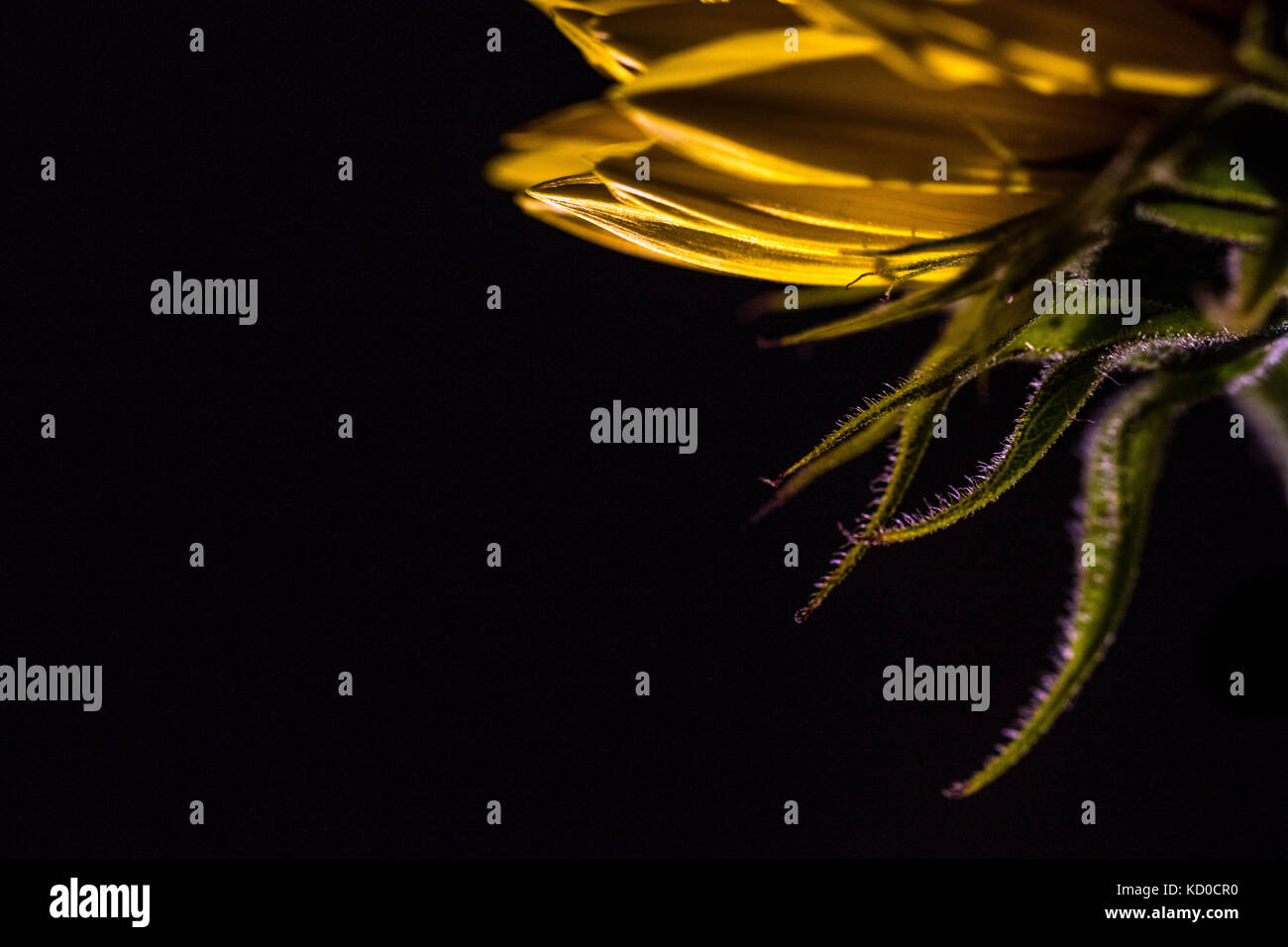 Low key flower hi-res stock photography and images - Alamy