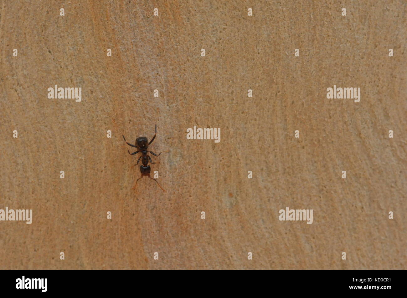Ants running up a gumtree, Bowling Green Bay National Park (Alligator ...