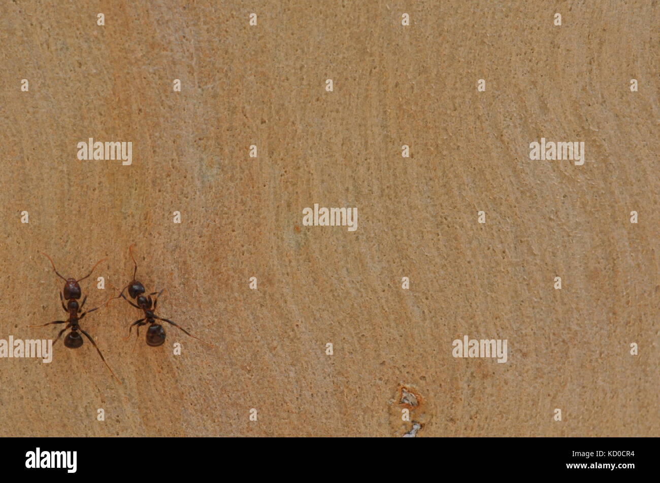 Ants running up a gumtree, Bowling Green Bay National Park (Alligator ...