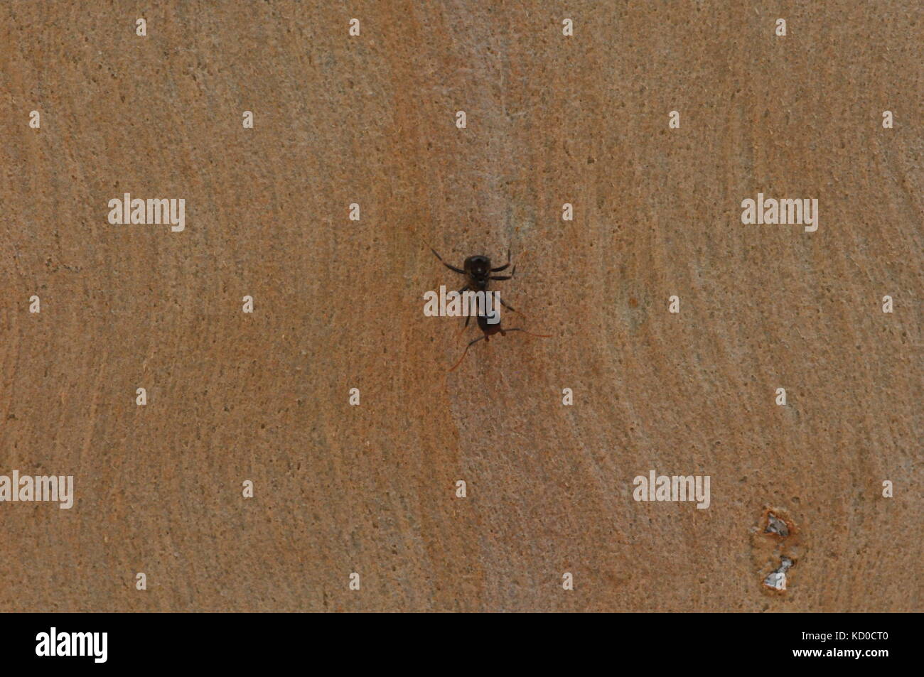 Ants running up a gumtree, Bowling Green Bay National Park (Alligator ...
