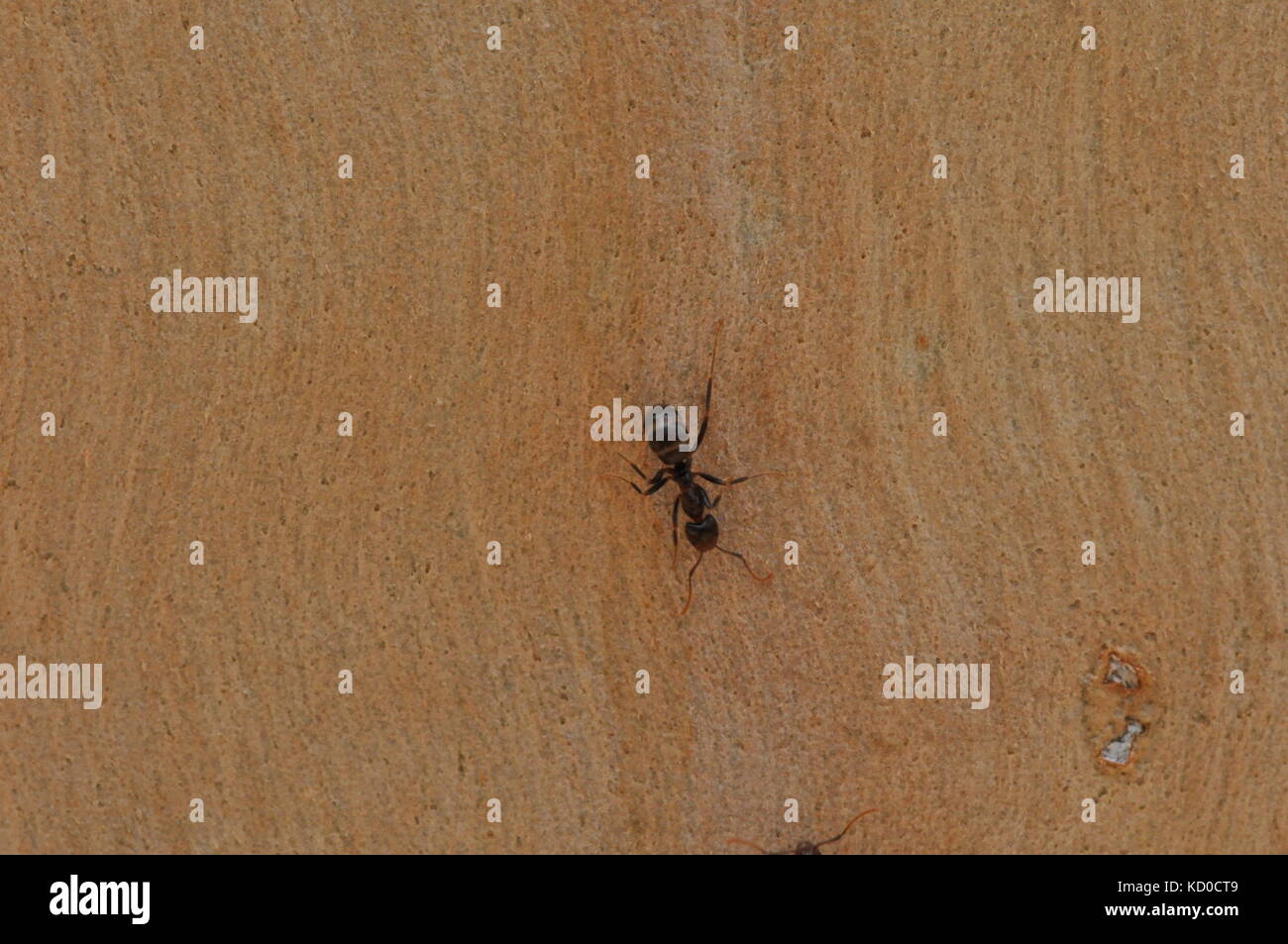 Ants running up a gumtree, Bowling Green Bay National Park (Alligator ...