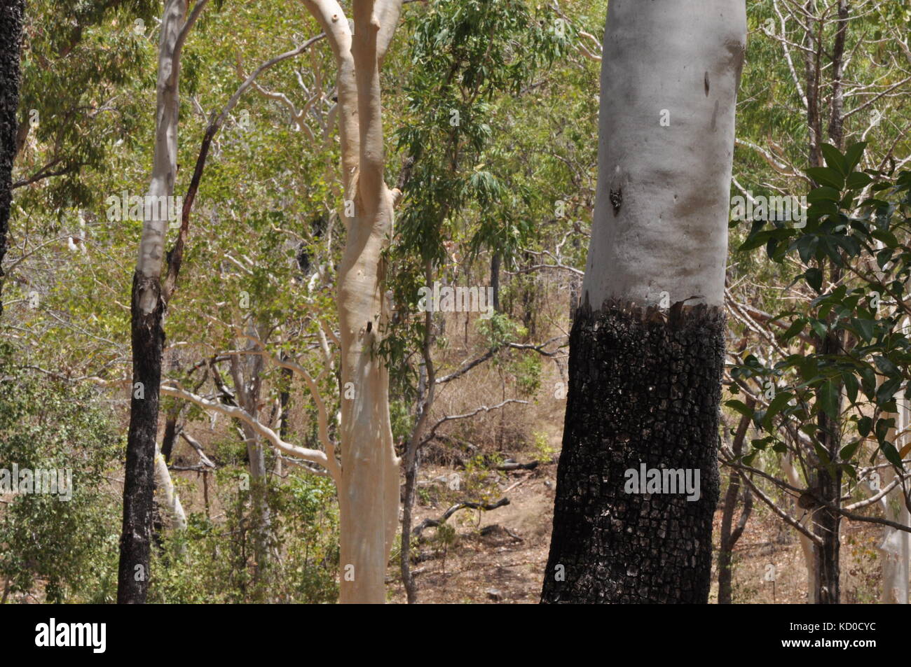 Eucalyptus trees, Bowling Green Bay National Park (Alligator Creek ...