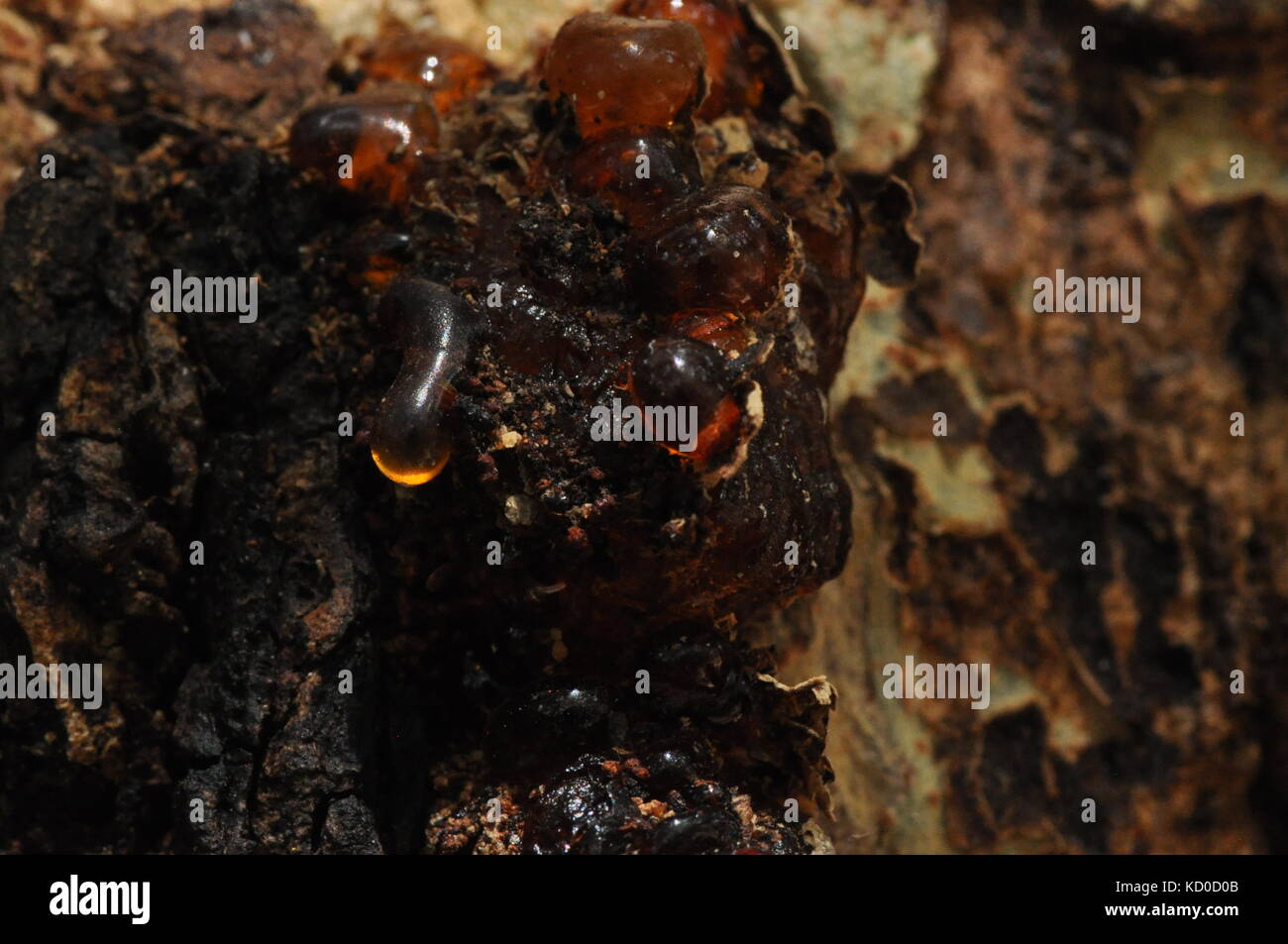 Golden tree sap hi-res stock photography and images - Alamy