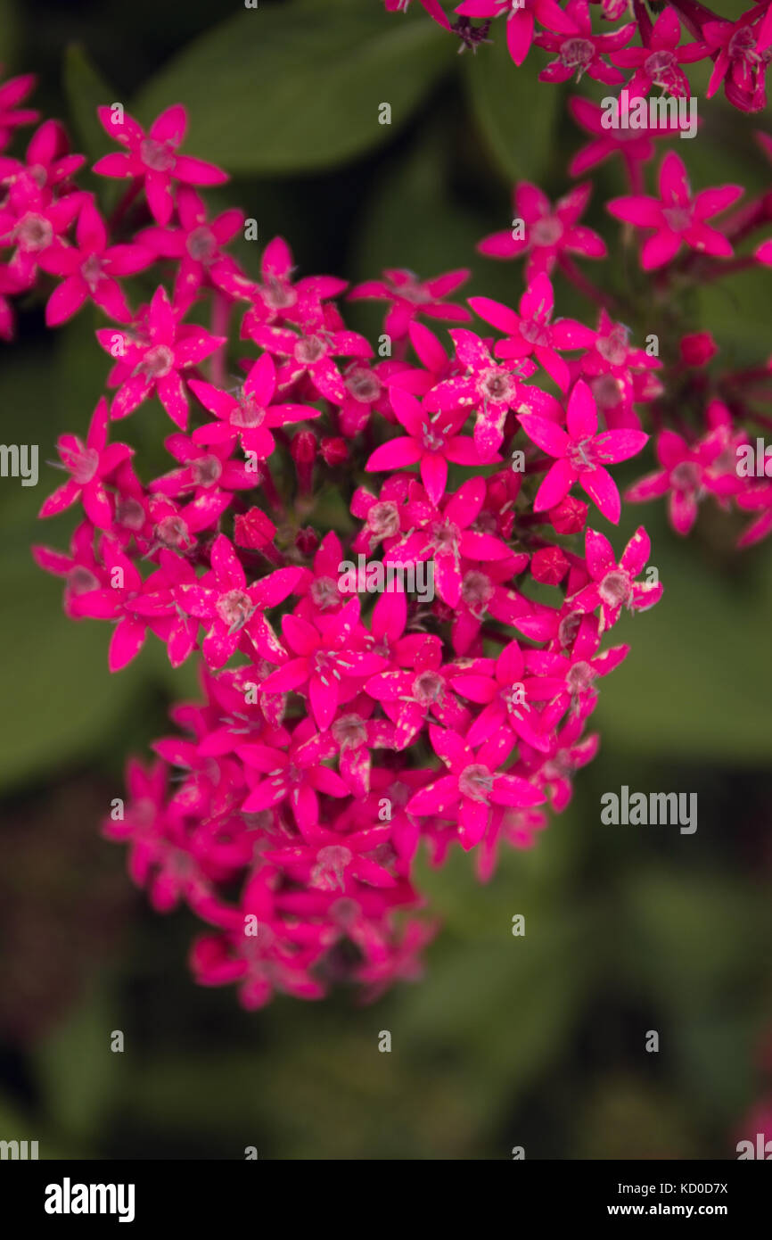 Close up view of thePink Epidendrum Crucifix Orchid flower on a garden ...