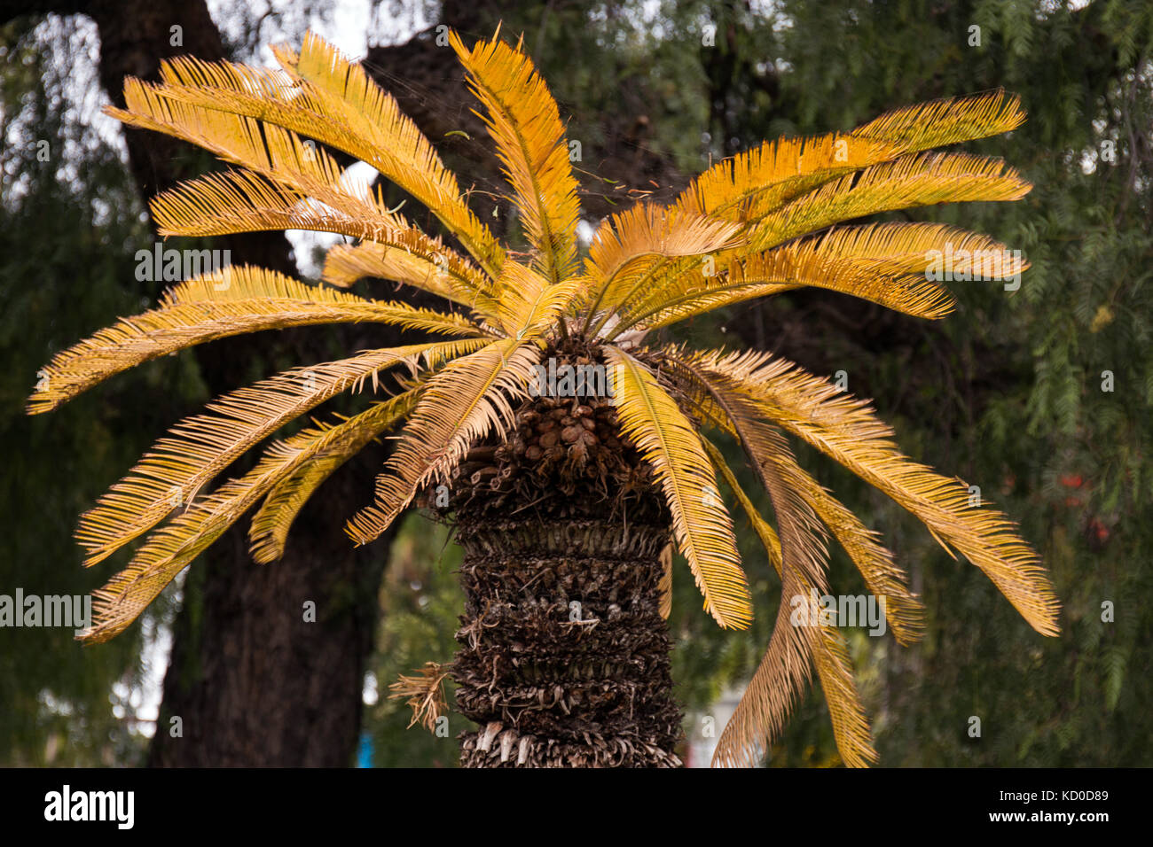 Close up view of the Japanese sago palm tree on a garden Stock Photo ...