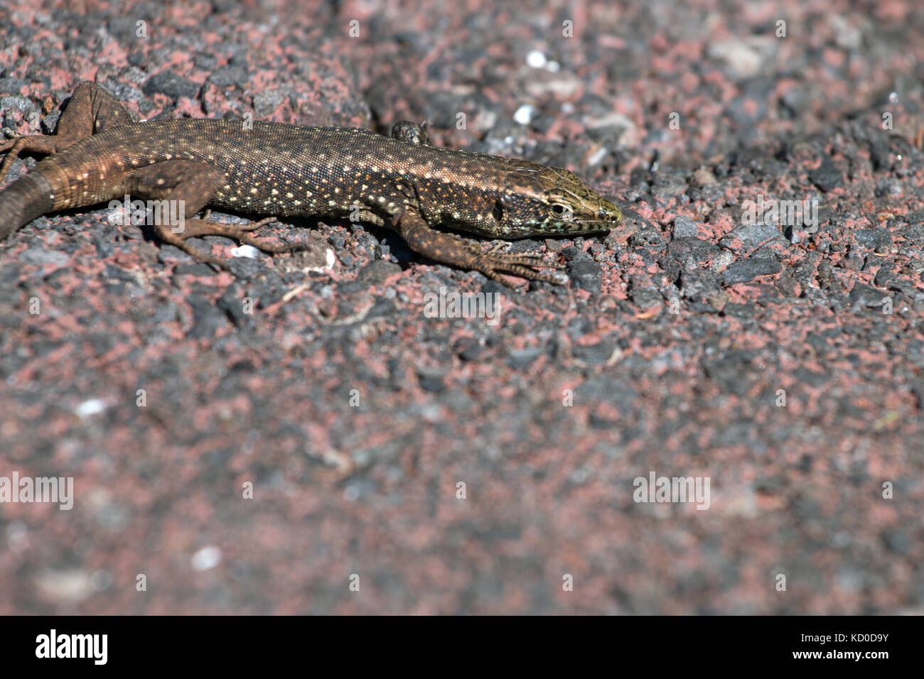Close view of the endemic Madeiran wall lizard (Lacerta dugesii Stock ...