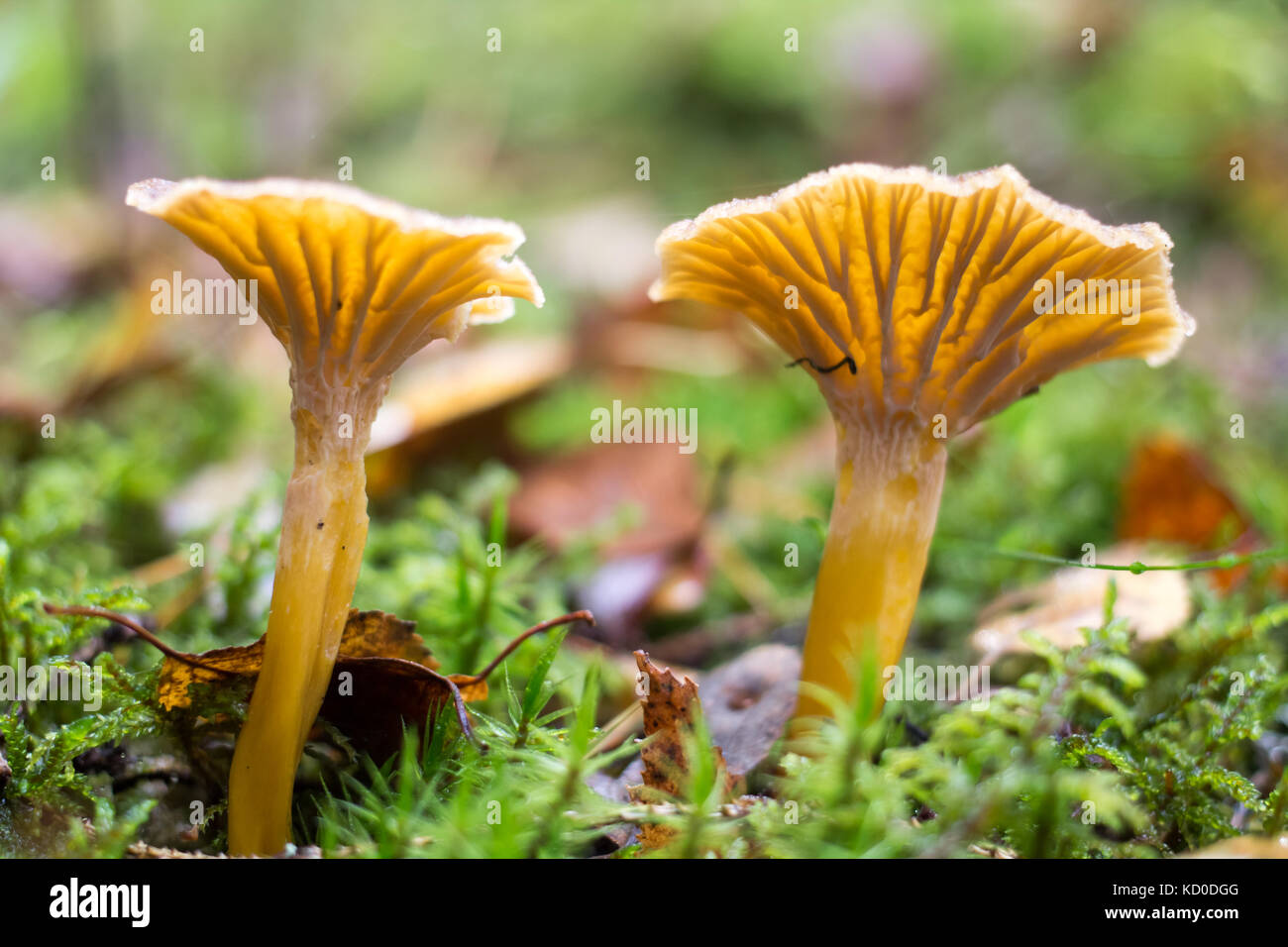 Closeup of Funnel Chanterelle in forest Stock Photo - Alamy