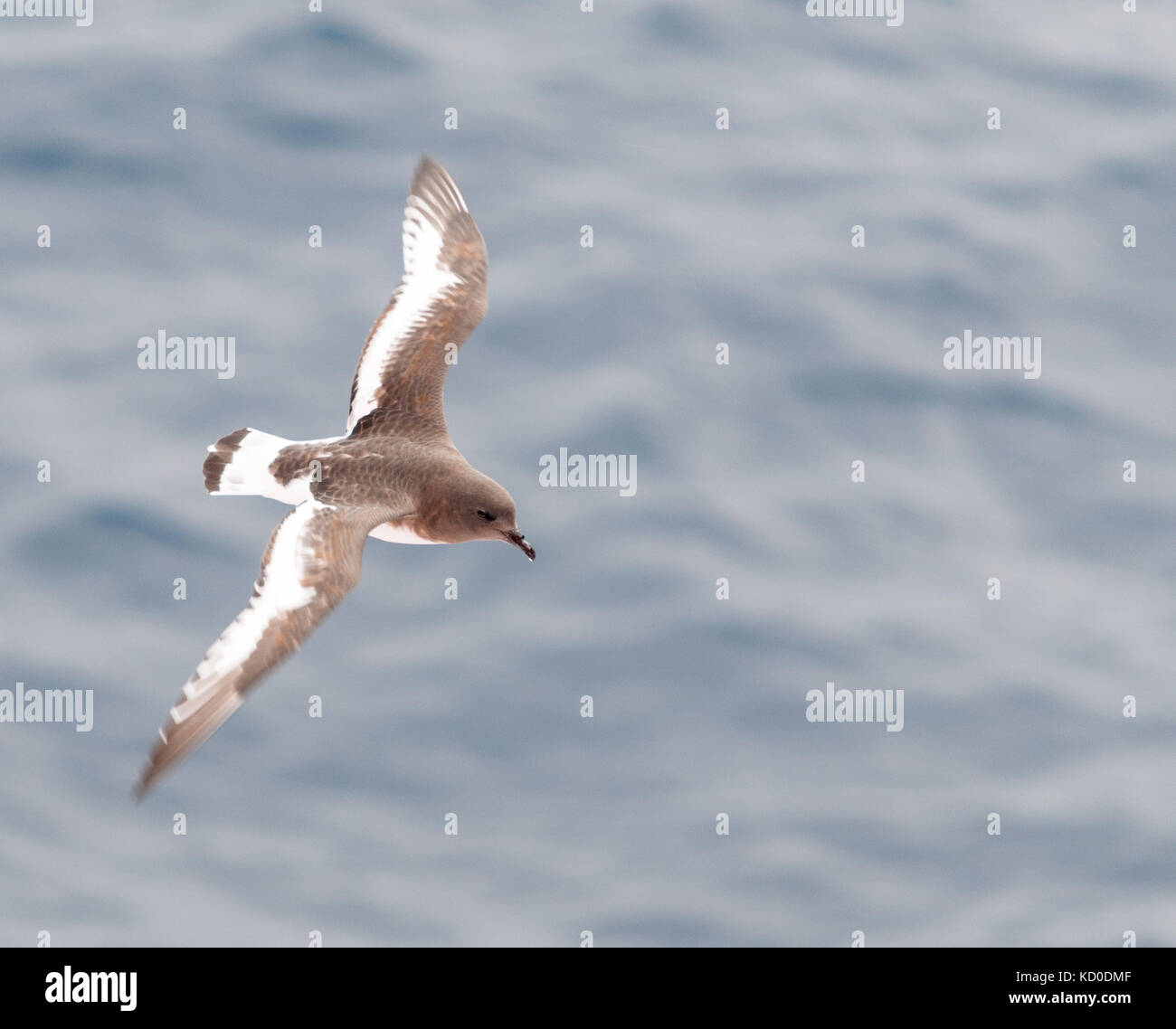 Antarctic petrel thalassoica antarctica flying hi-res stock photography ...