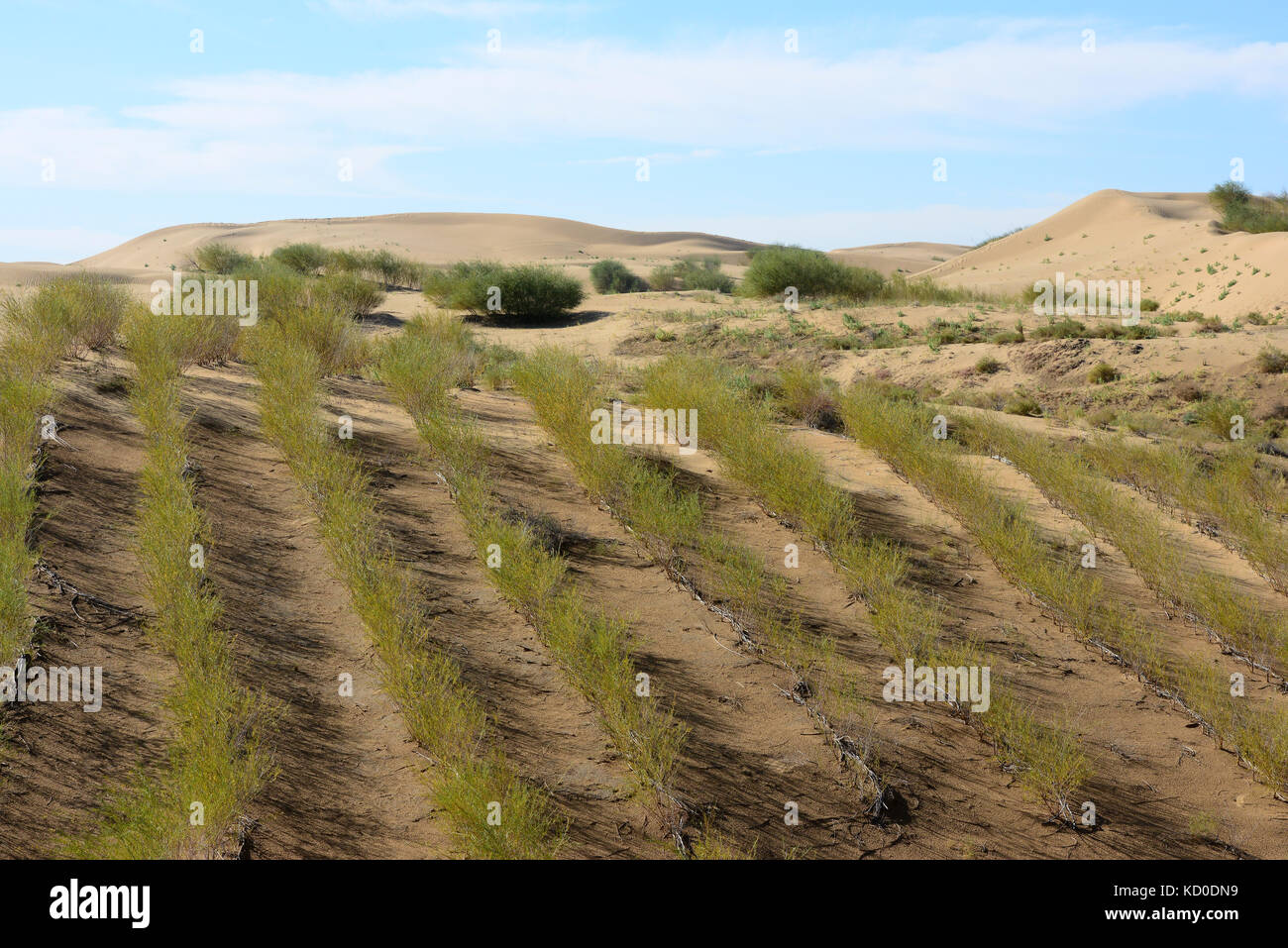 Desert planting trees hi-res stock photography and images - Alamy