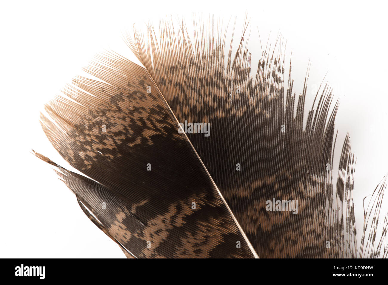 Brown turkey hi-res stock photography and images - Alamy