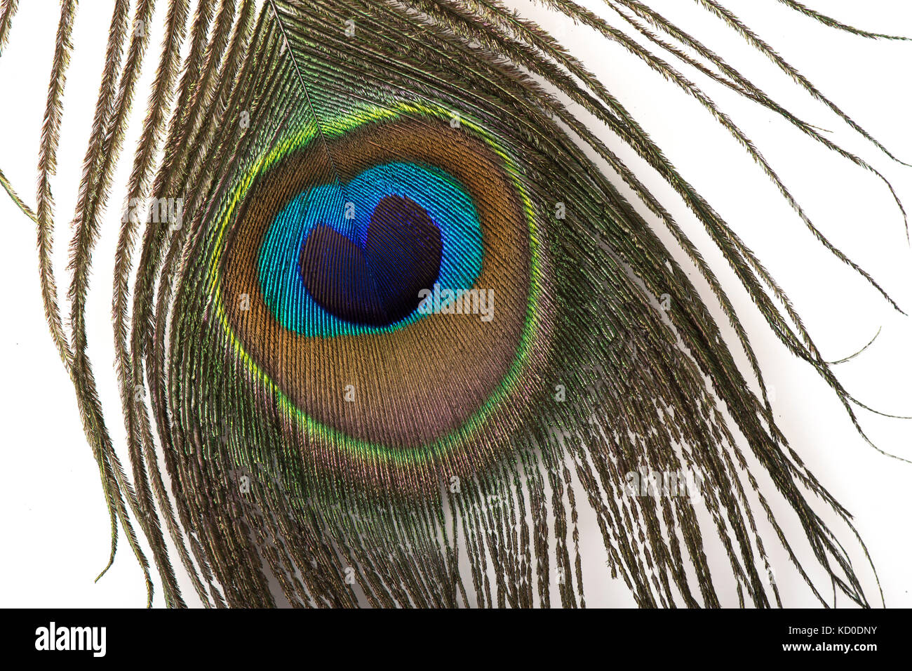 Closeup of a colorful peacock feather on white with shadows Stock Photo ...