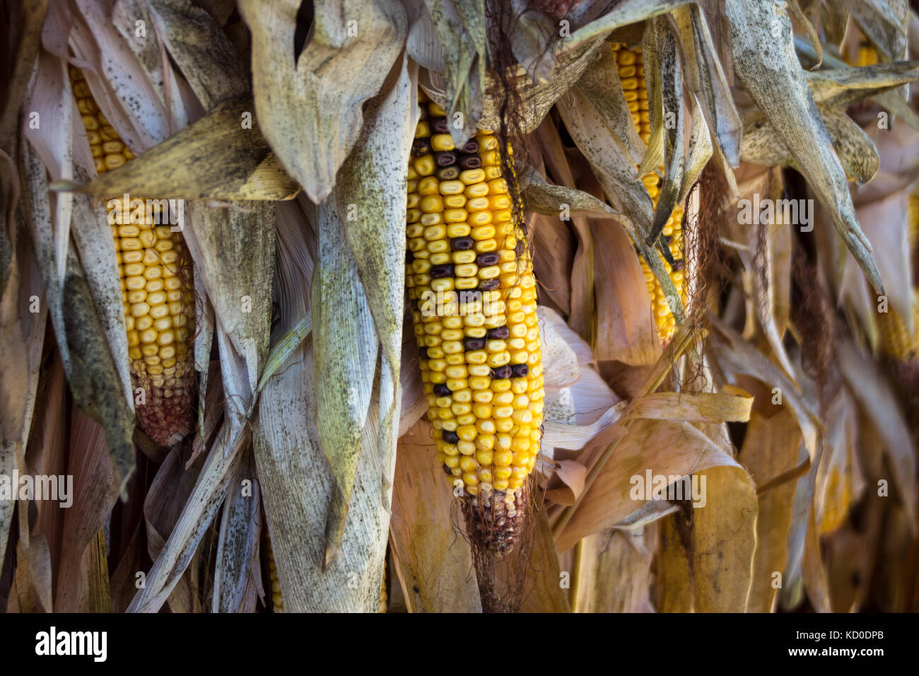 Dent Corn High Resolution Stock Photography and Images - Alamy