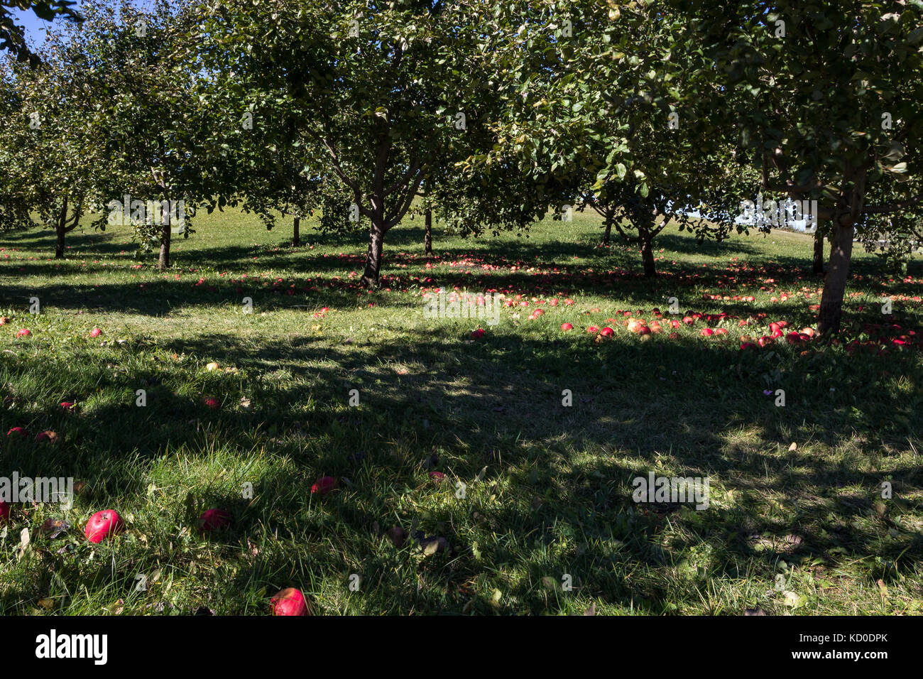 View of an apple orchard Stock Photo - Alamy