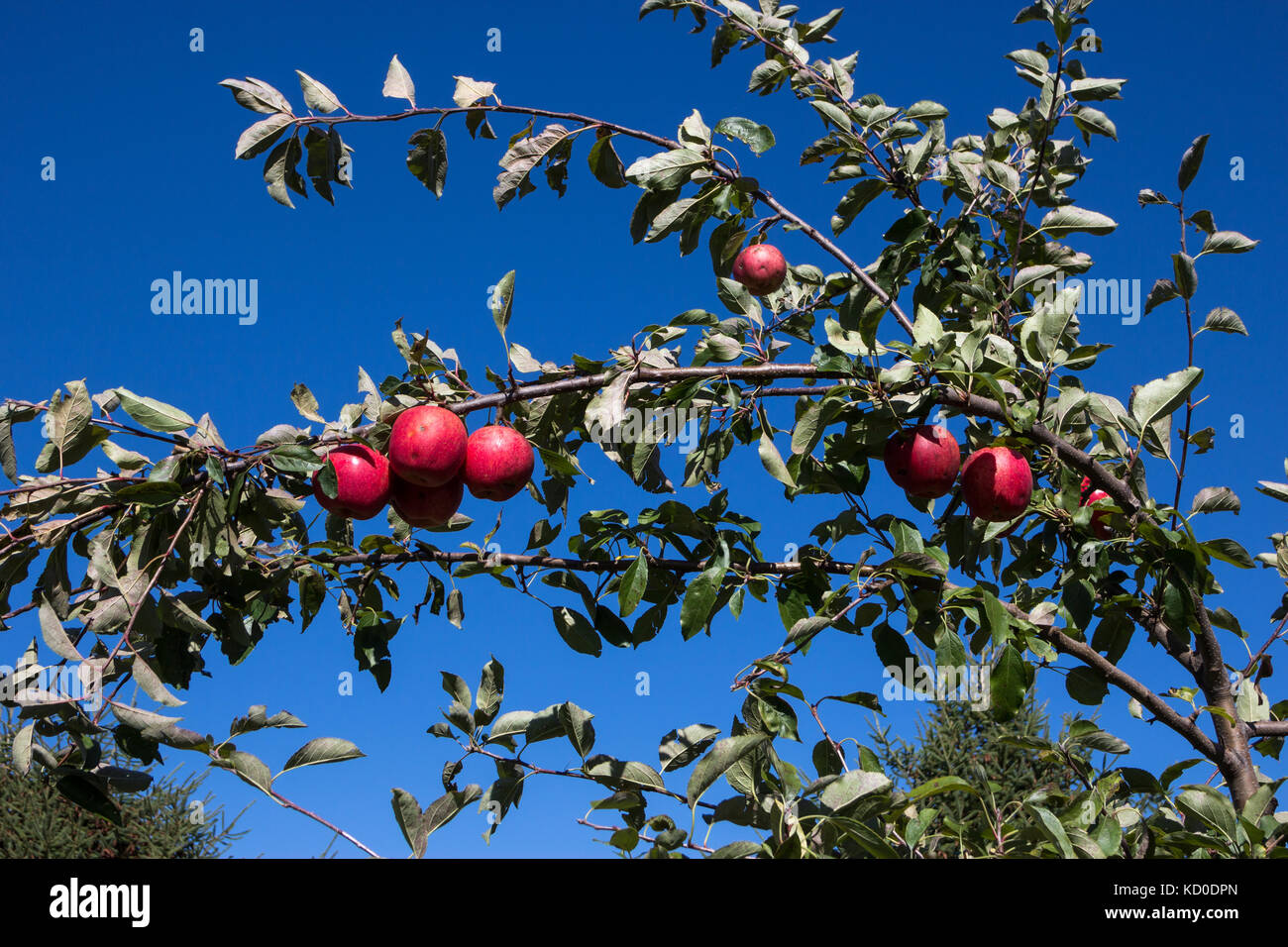 Ripe apples on an apple tree in the fall Stock Photo - Alamy