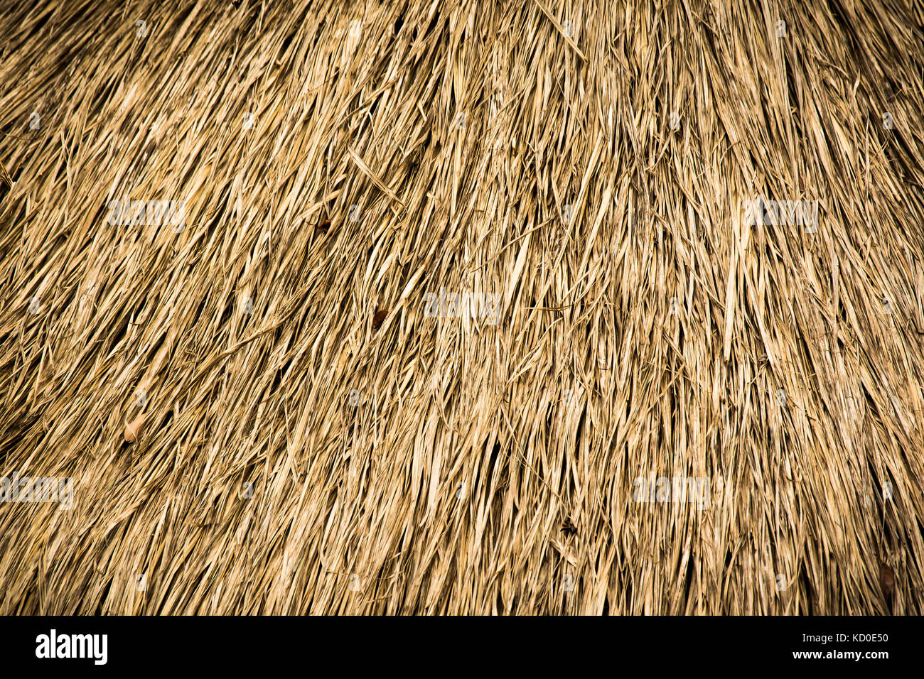 Cogon grass imperata cylindrica hi-res stock photography and images - Alamy