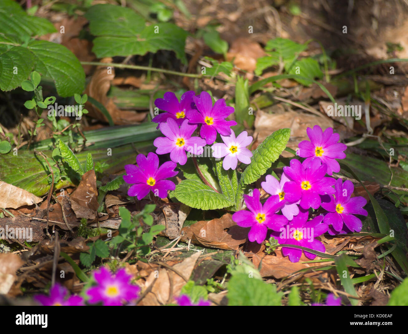 Georgia wildflowers High Resolution Stock Photography and Images - Alamy