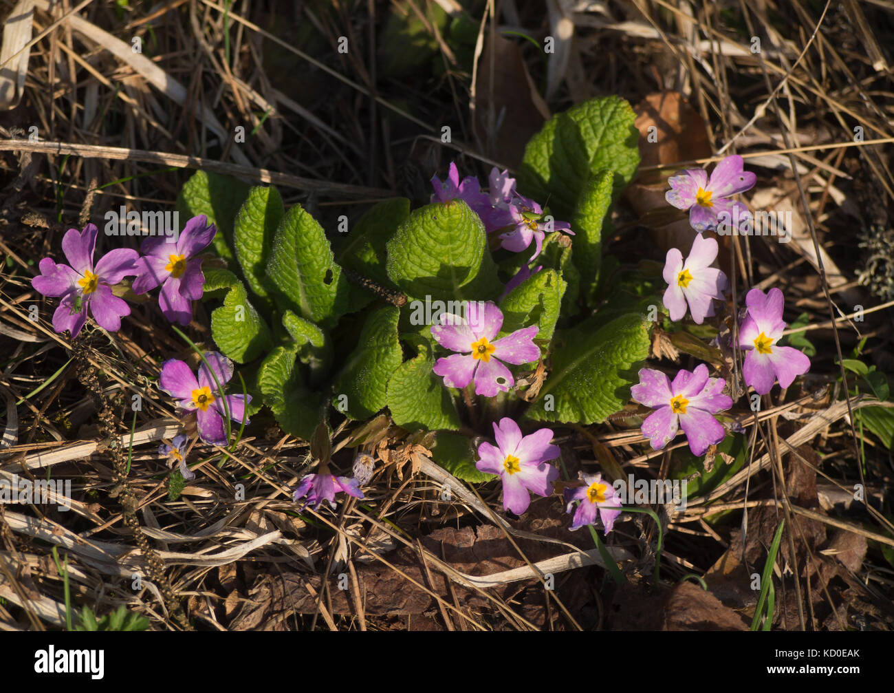 Georgia wildflowers High Resolution Stock Photography and Images - Alamy